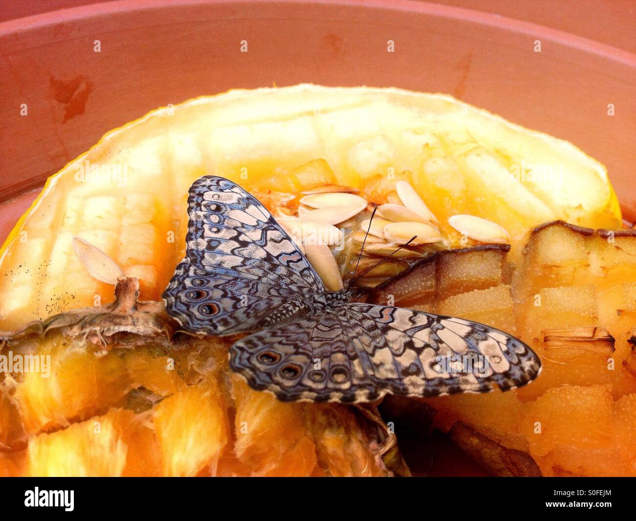 Exotic butterflies hi-res stock photography and images - Alamy