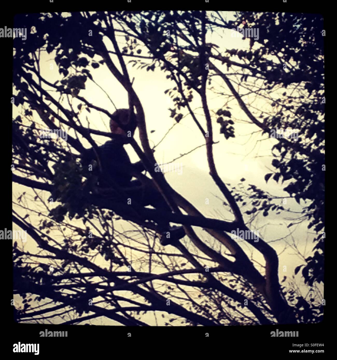 Peter Pan Stock Photos & Peter Pan Stock Images - Alamy