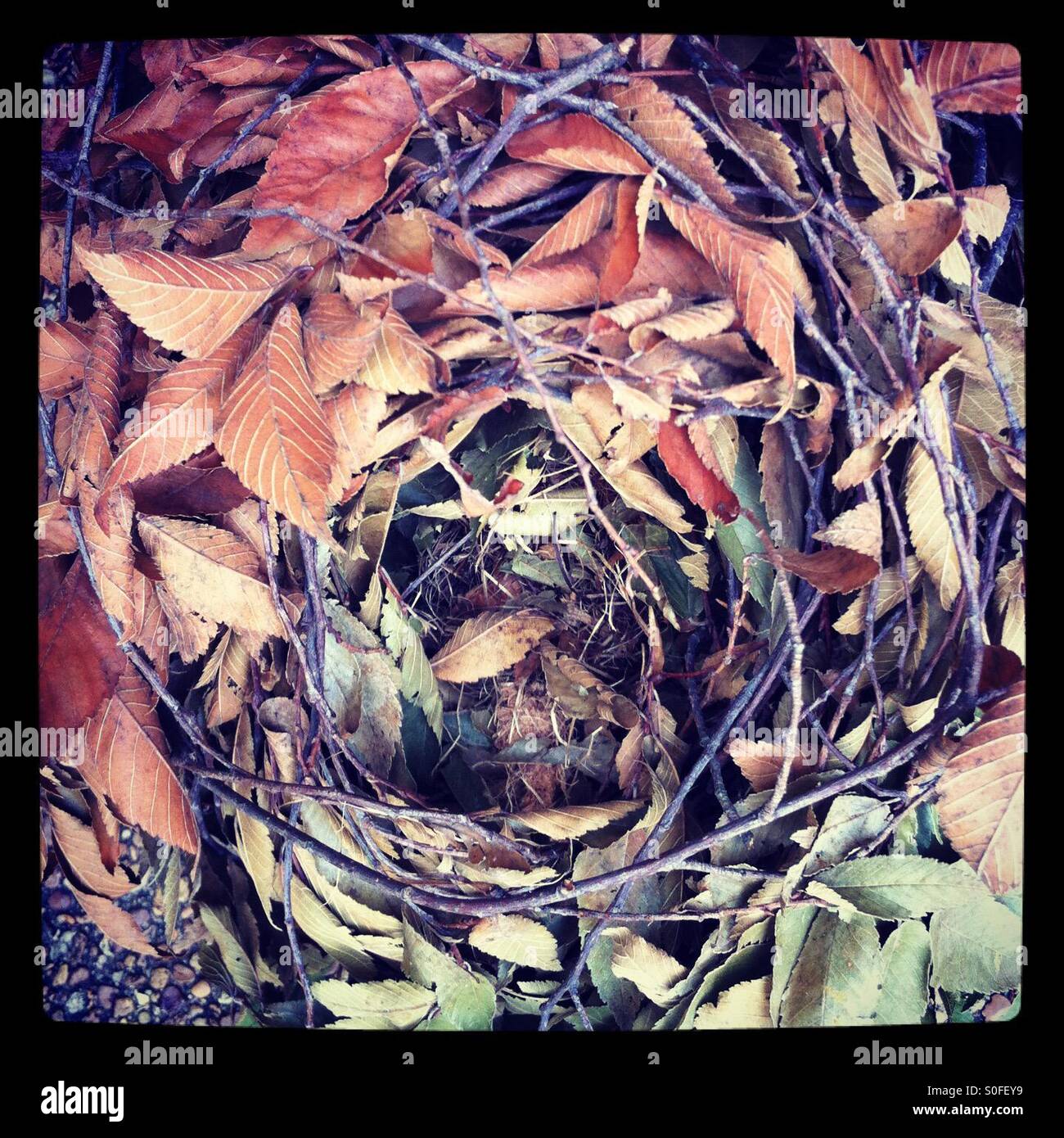 Nest are built of sticks hi-res stock photography and images - Alamy
