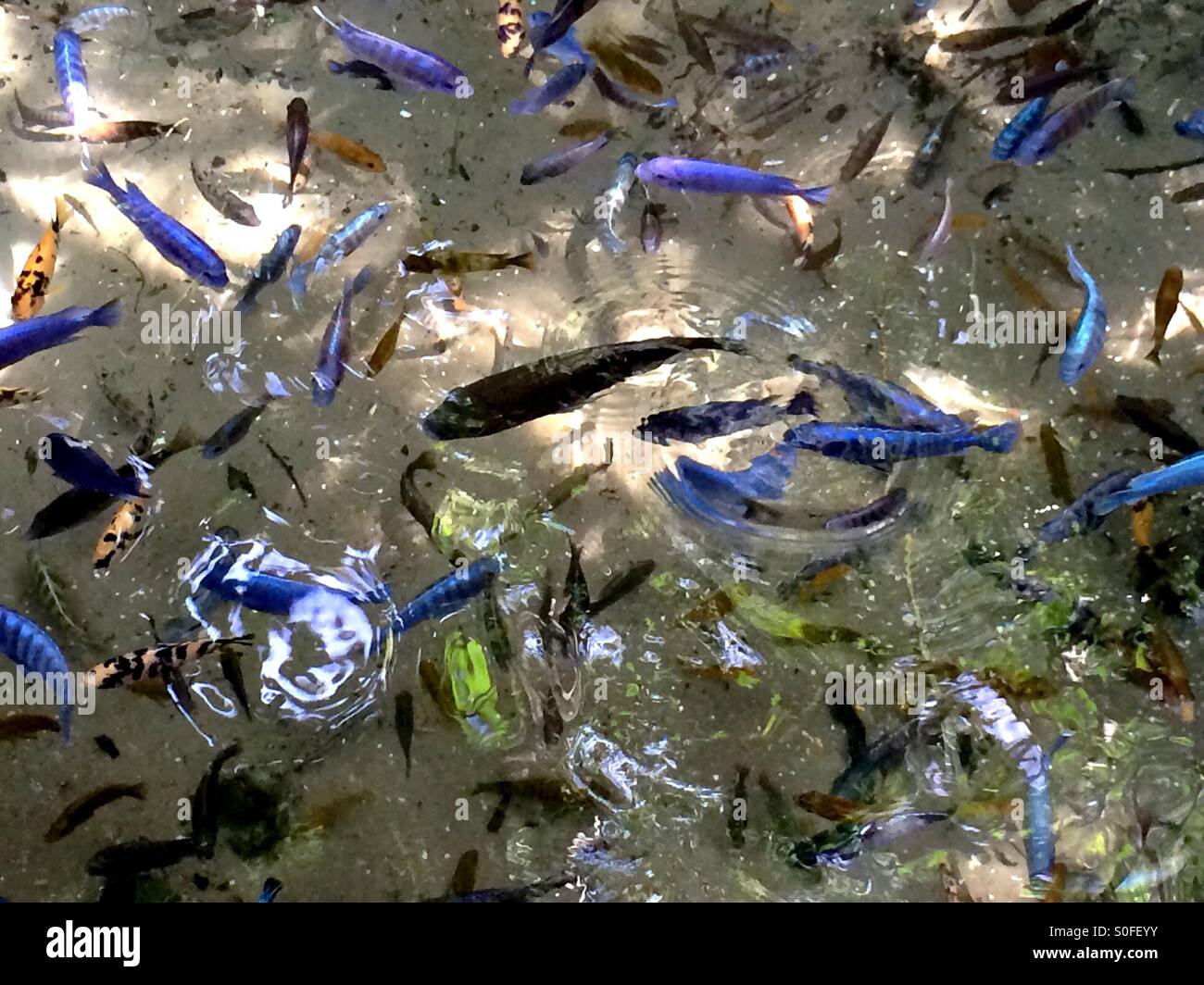 Blue Fish and Friends Stock Photo - Alamy