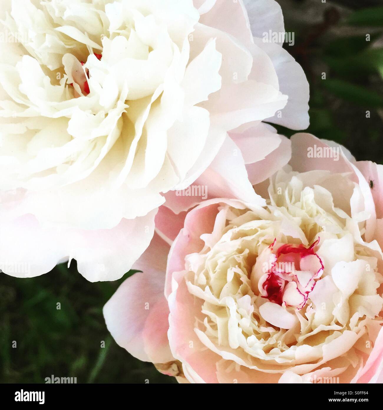 Close up peonies hi-res stock photography and images - Alamy