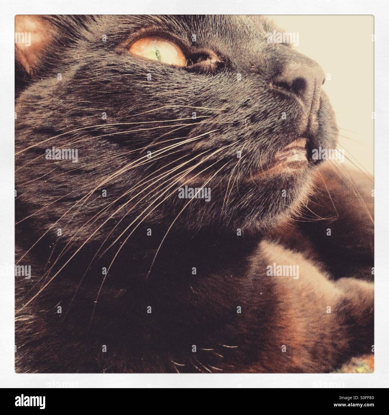 A cat looking up Stock Photo - Alamy