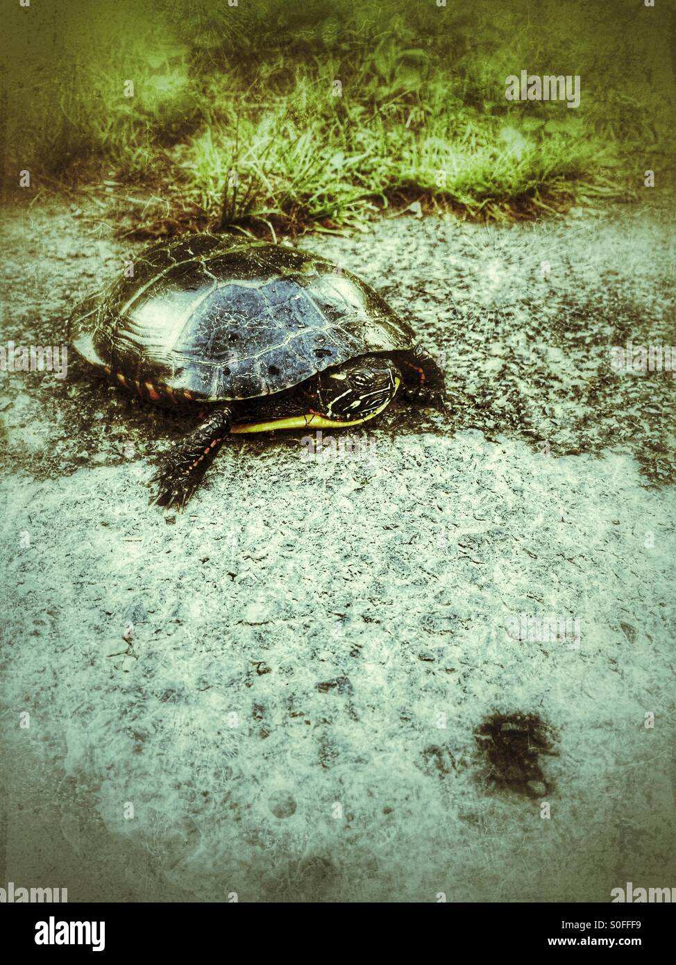 Turtle cross hi-res stock photography and images - Alamy