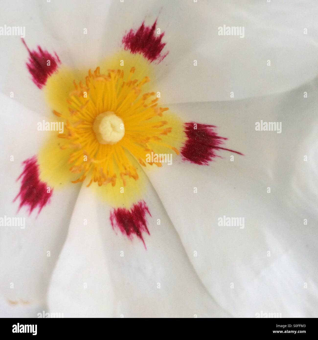 Flower stamen hi-res stock photography and images - Alamy