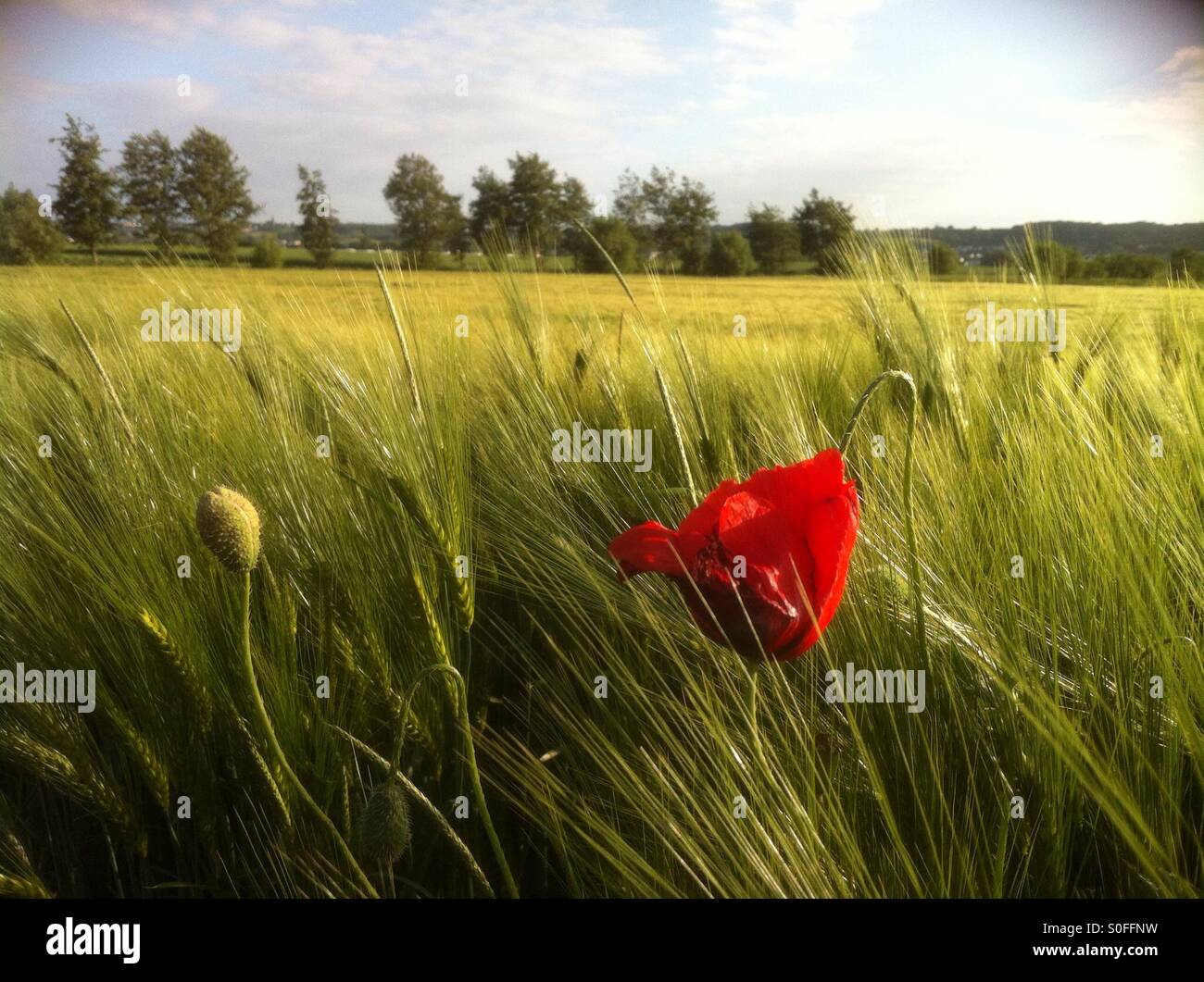 Common flanders poppy hi-res stock photography and images - Alamy