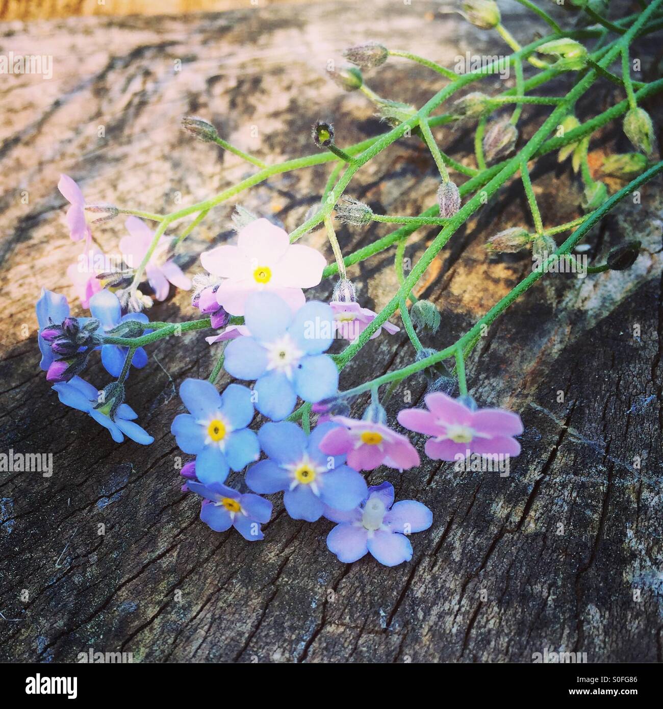 Tree flowers trunk hi-res stock photography and images - Alamy