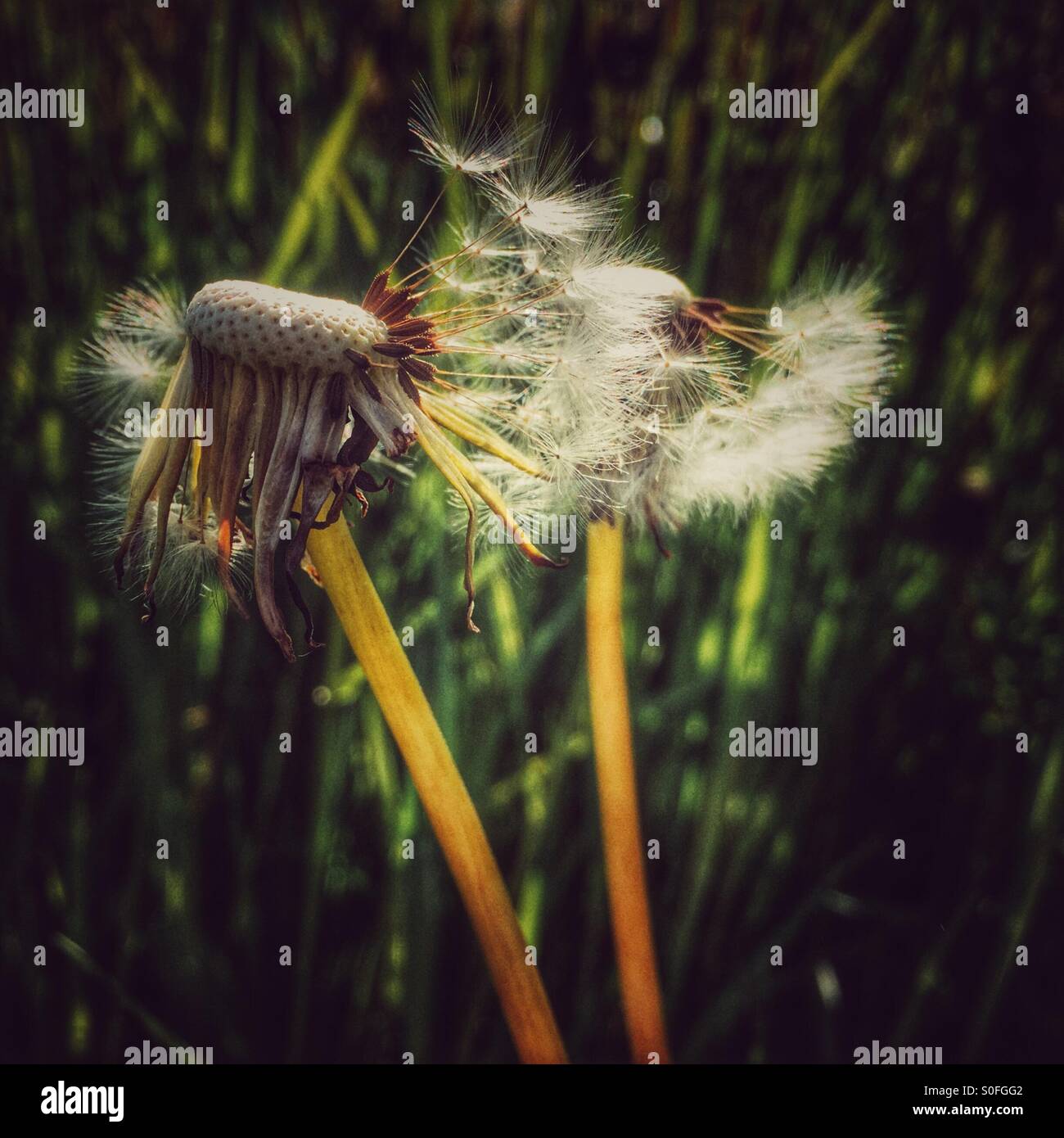 Maskros hi-res stock photography and images - Alamy