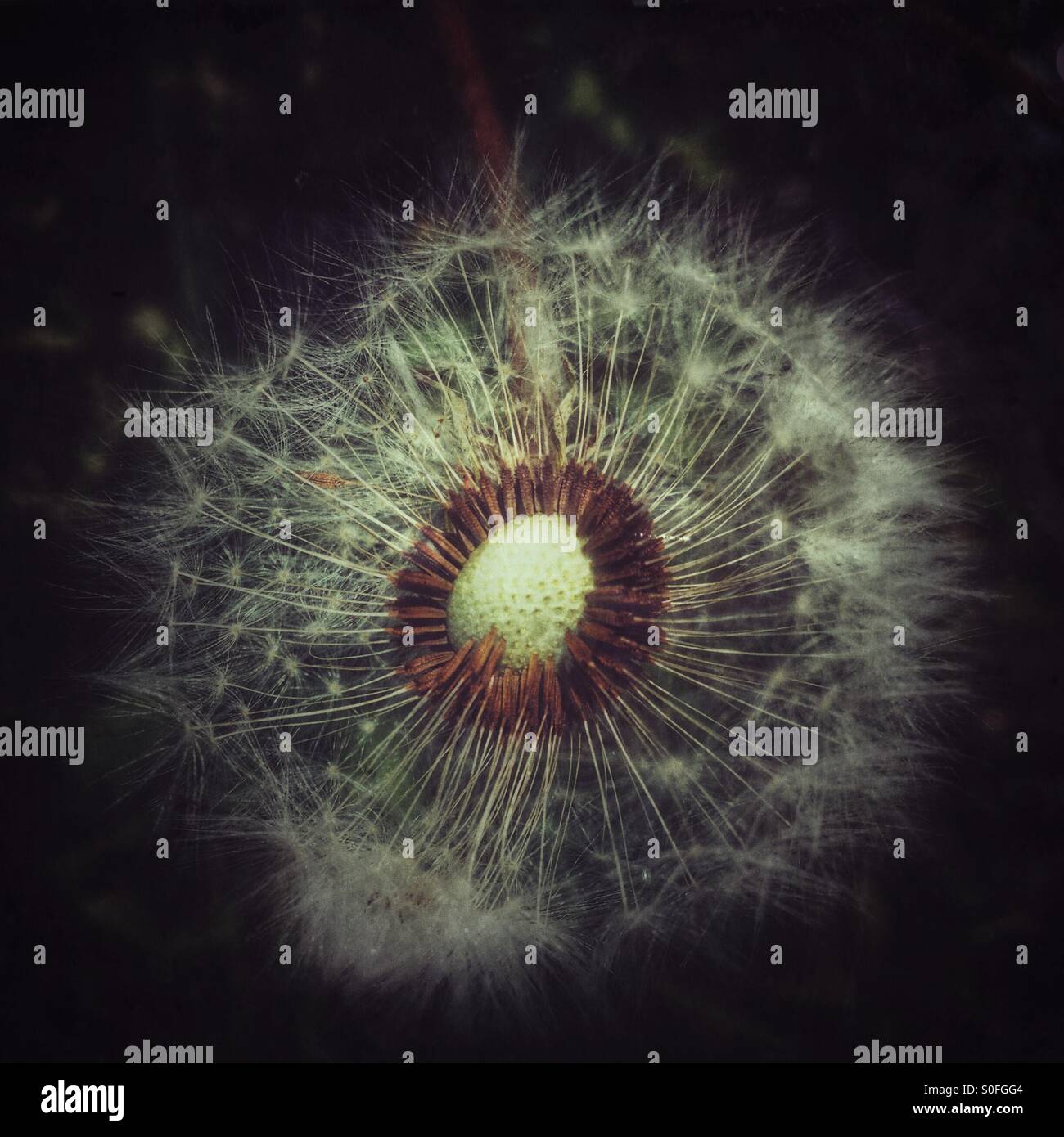 Maskros hi-res stock photography and images - Alamy