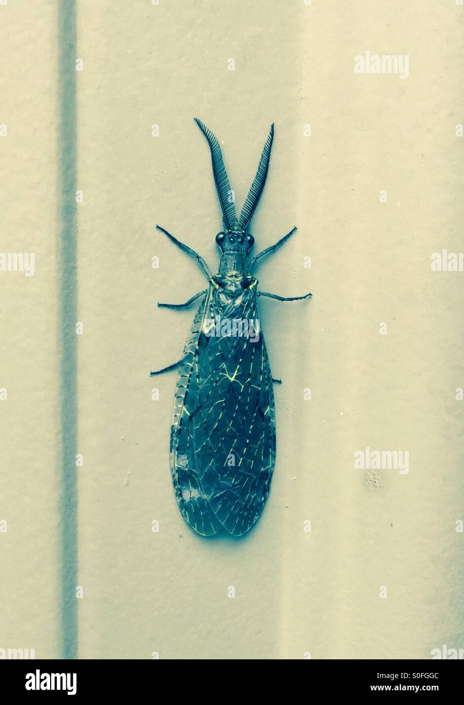 Scary bug hi-res stock photography and images - Alamy