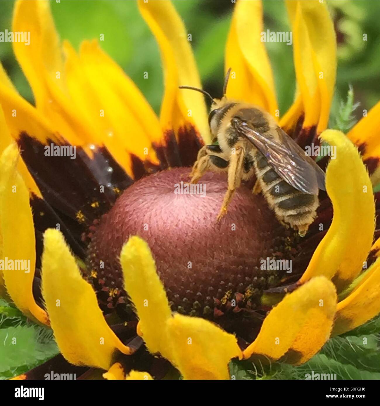 Pollen drinking bee hi-res stock photography and images - Alamy