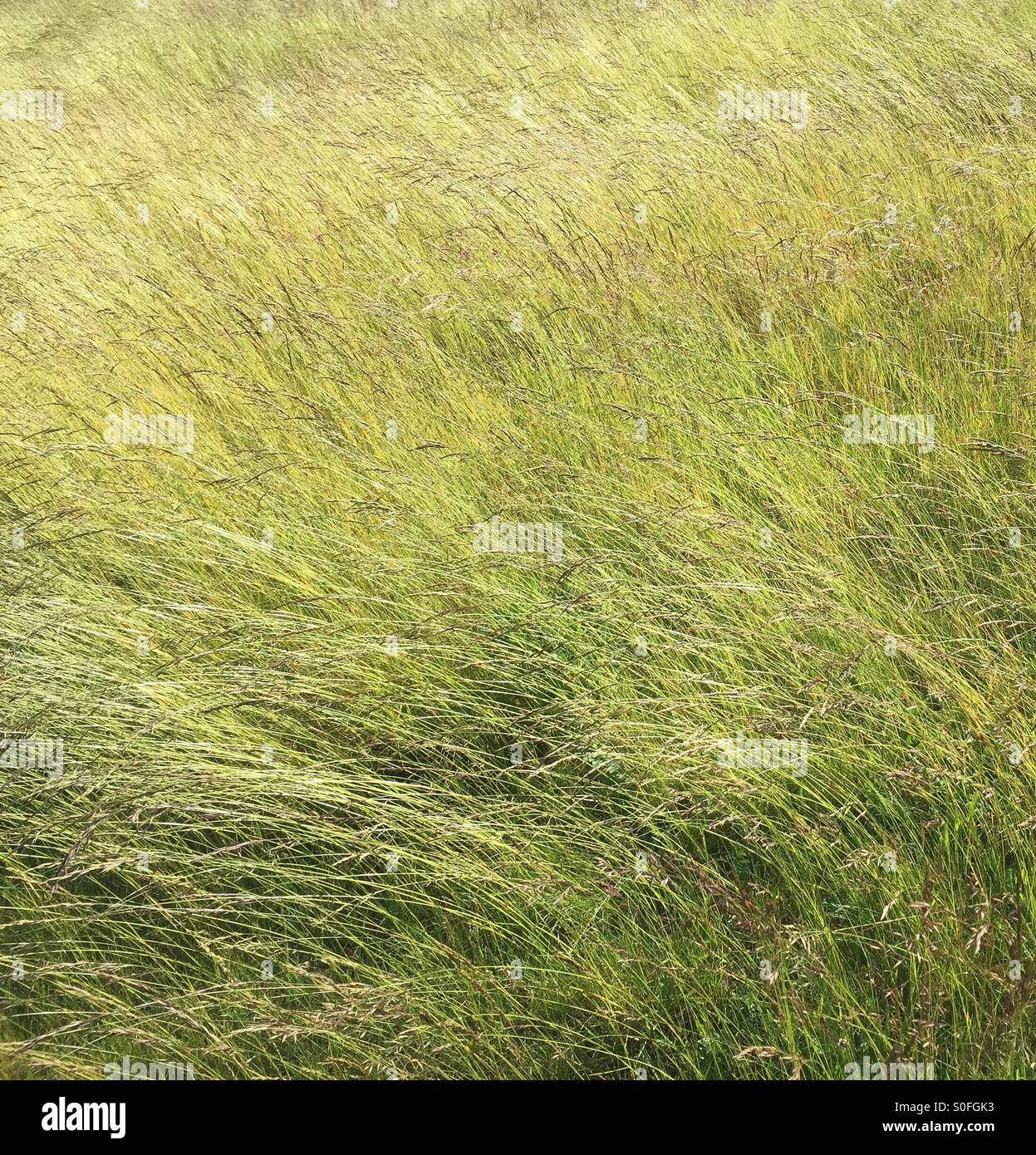 Abstract grass background Stock Photo - Alamy