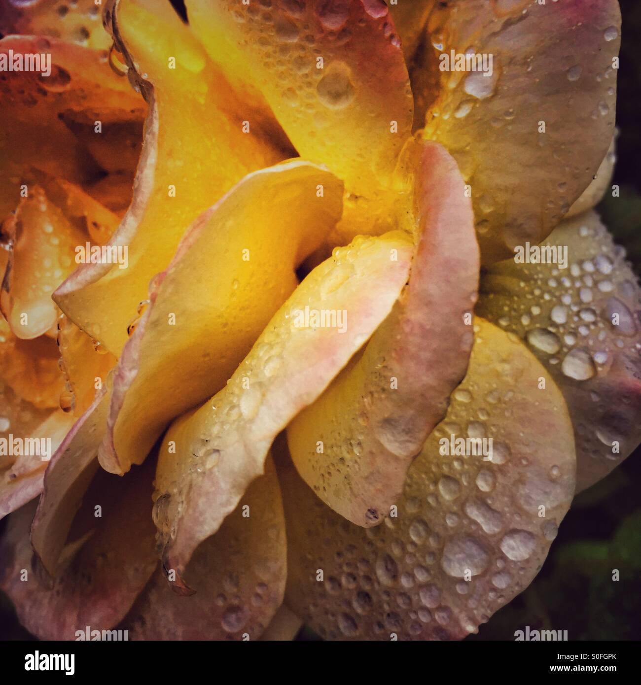 Rose Raindrop High Resolution Stock Photography and Images - Alamy
