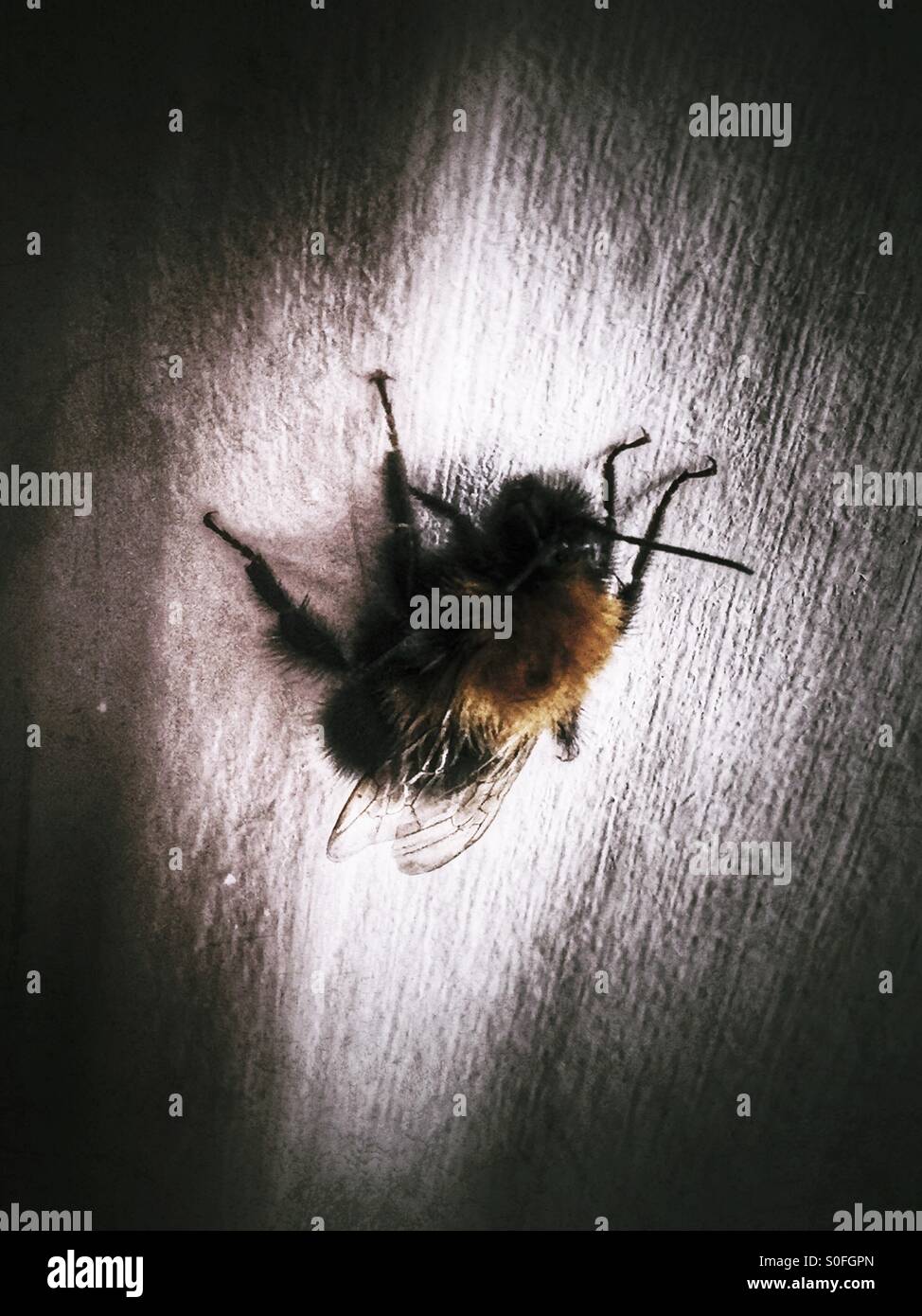 Crawling bee High Resolution Stock Photography and Images - Alamy