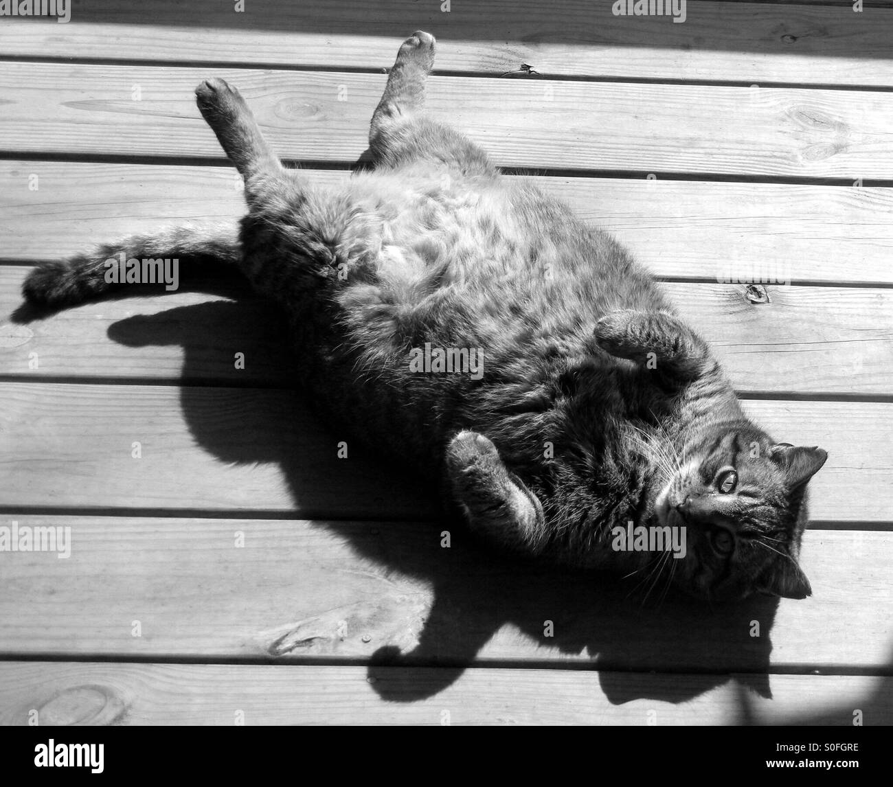 Sunbathing animals Black and White Stock Photos & Images - Alamy