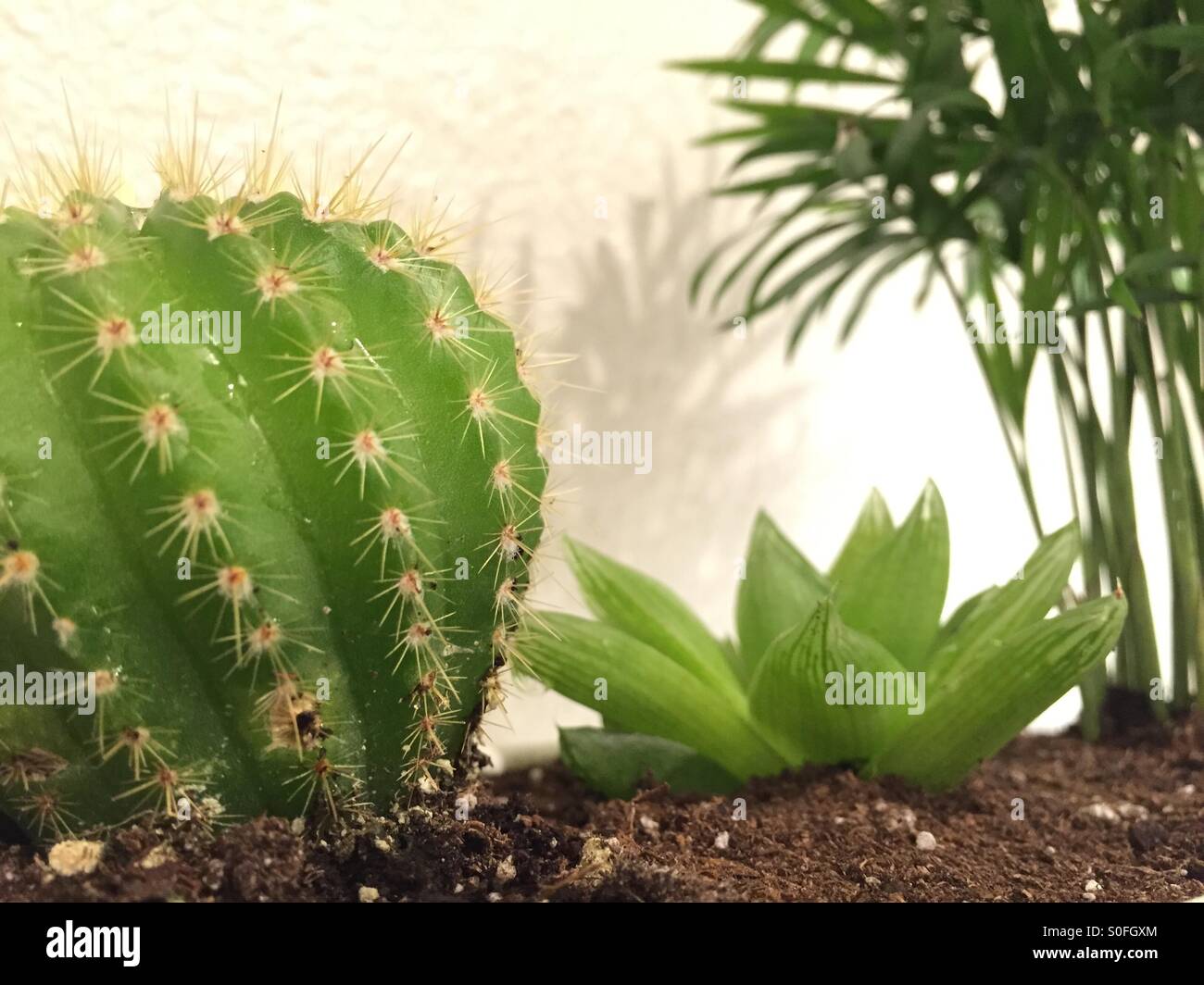 Indoor cacti and succulents hi-res stock photography and images - Alamy