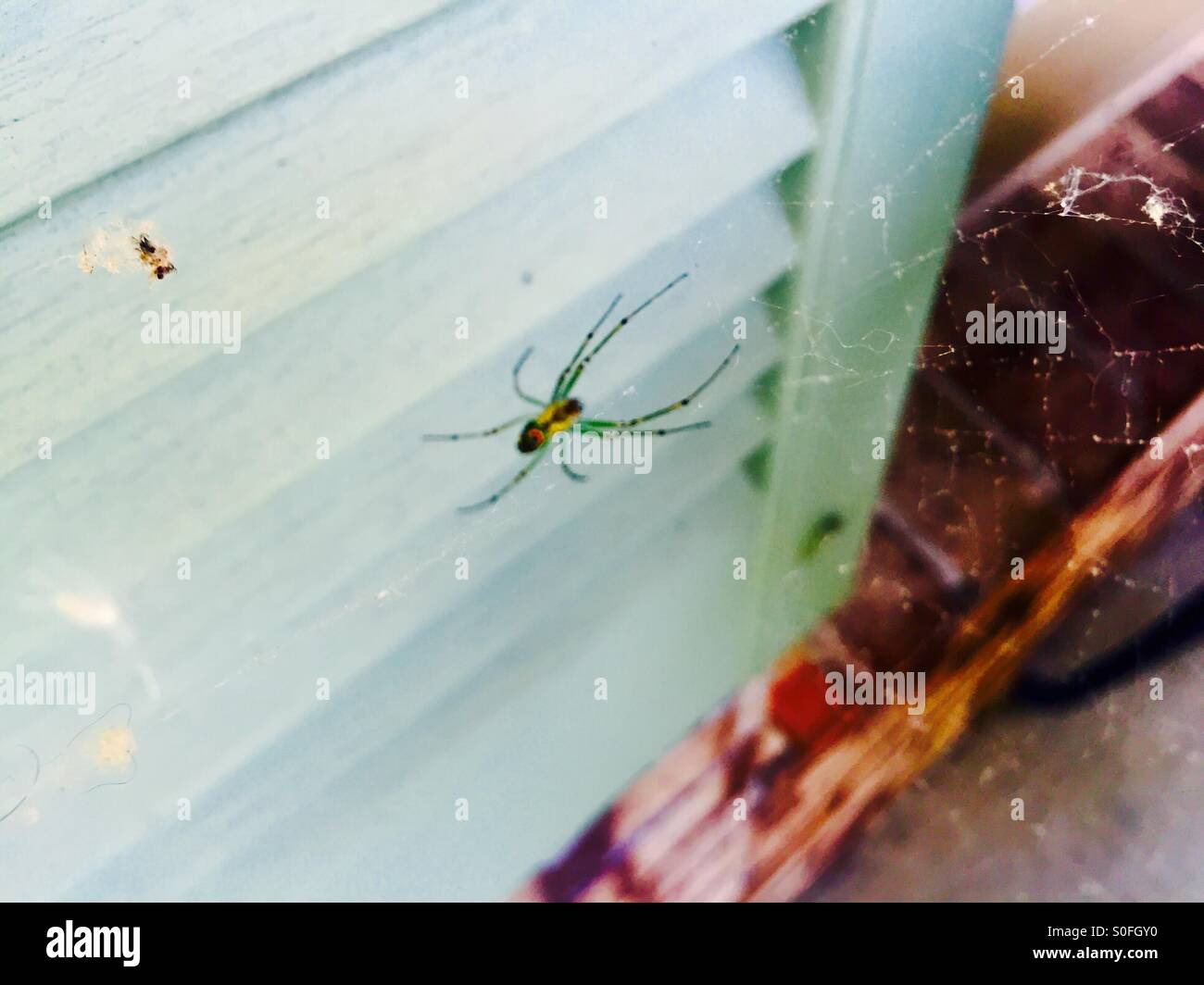 Colorful spider hi-res stock photography and images - Alamy