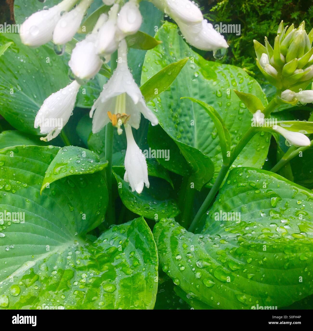 Wet drenched hi-res stock photography and images - Alamy