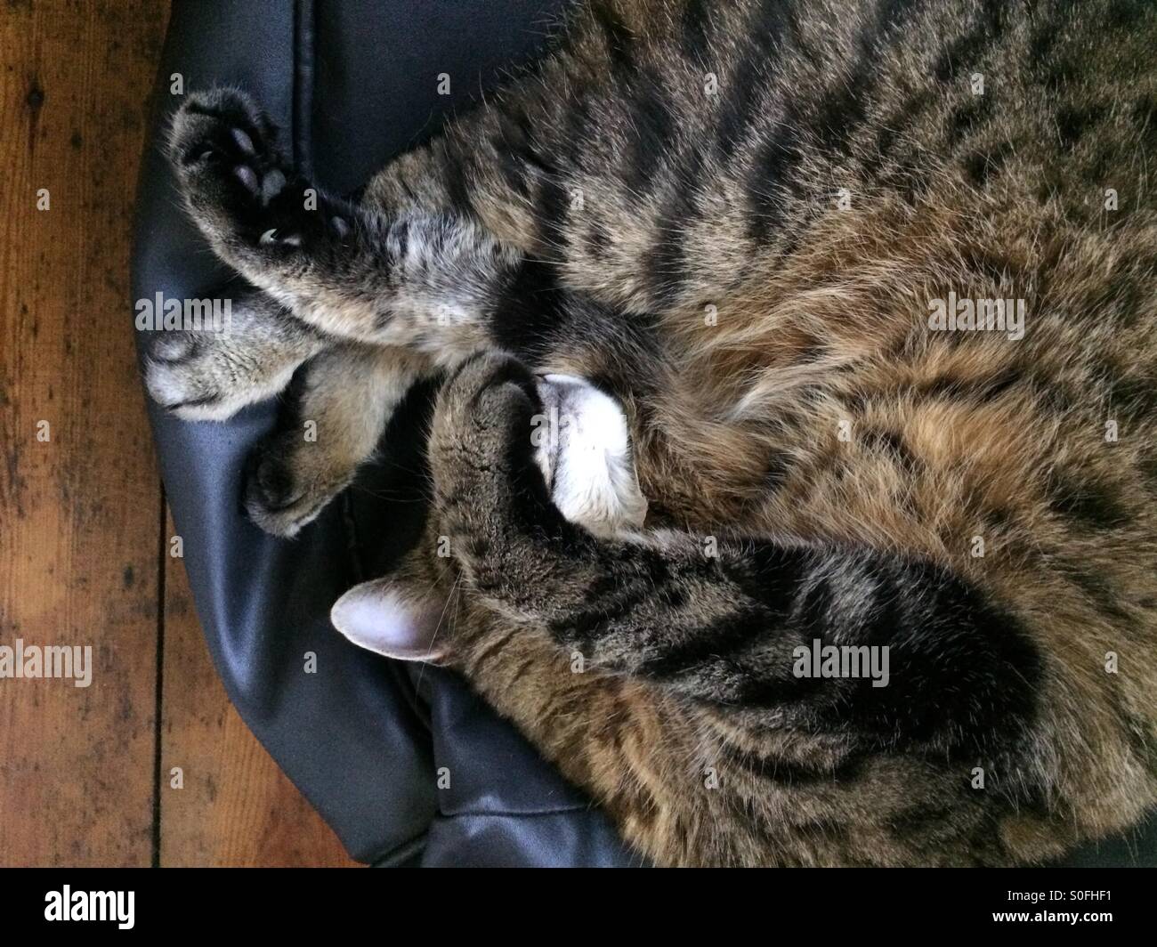 Black Paws High Resolution Stock Photography and Images - Alamy