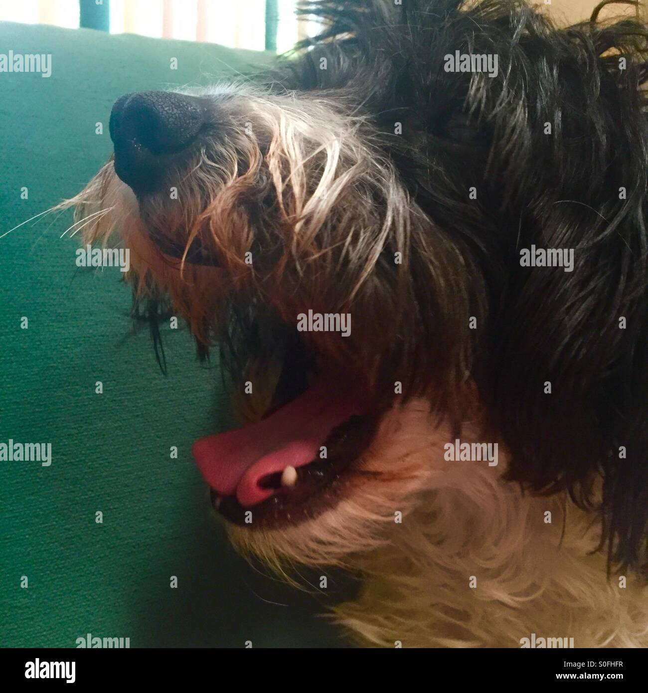 Big yawn hi-res stock photography and images - Alamy