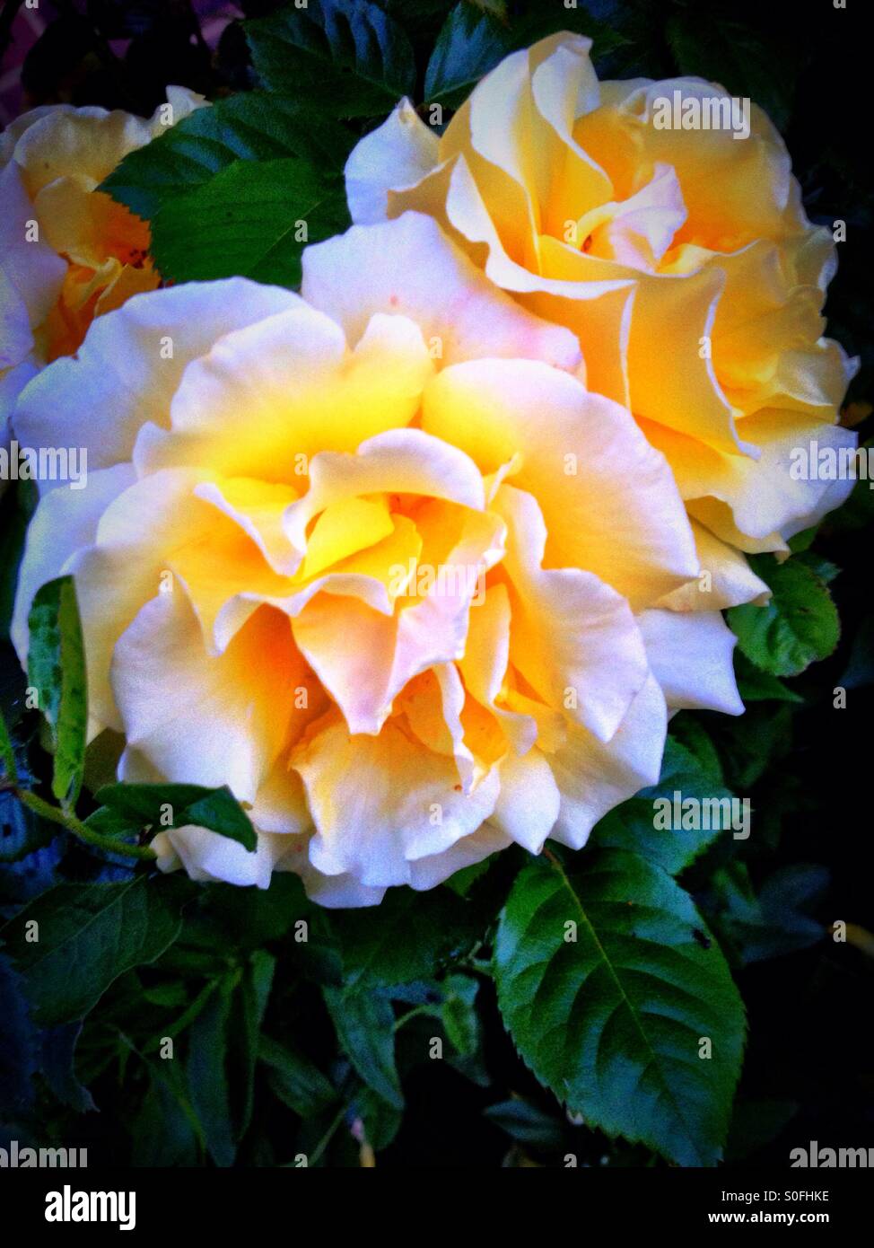 Yellow rose blooms Stock Photo - Alamy