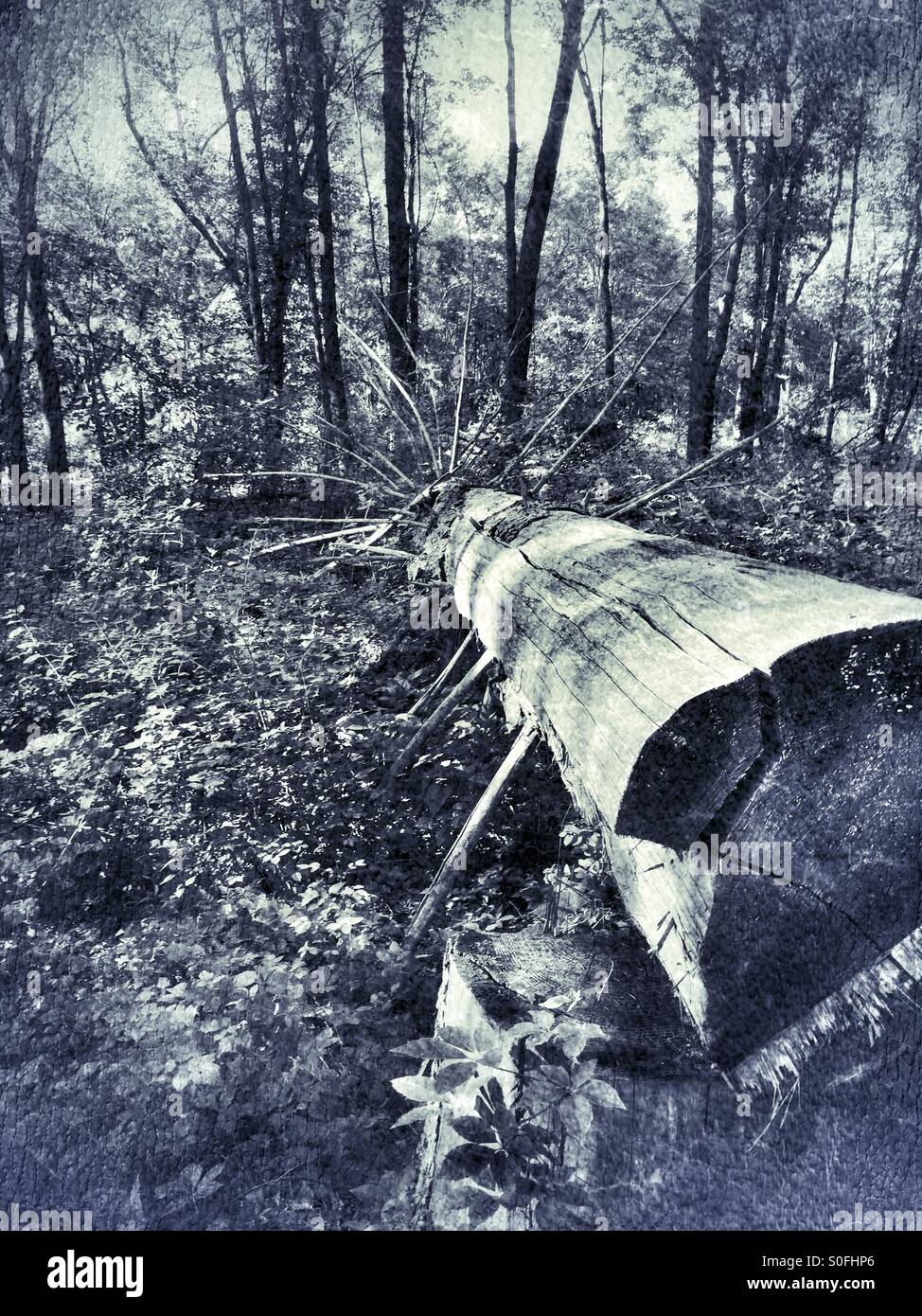 Saw cut down of trees hi-res stock photography and images - Alamy