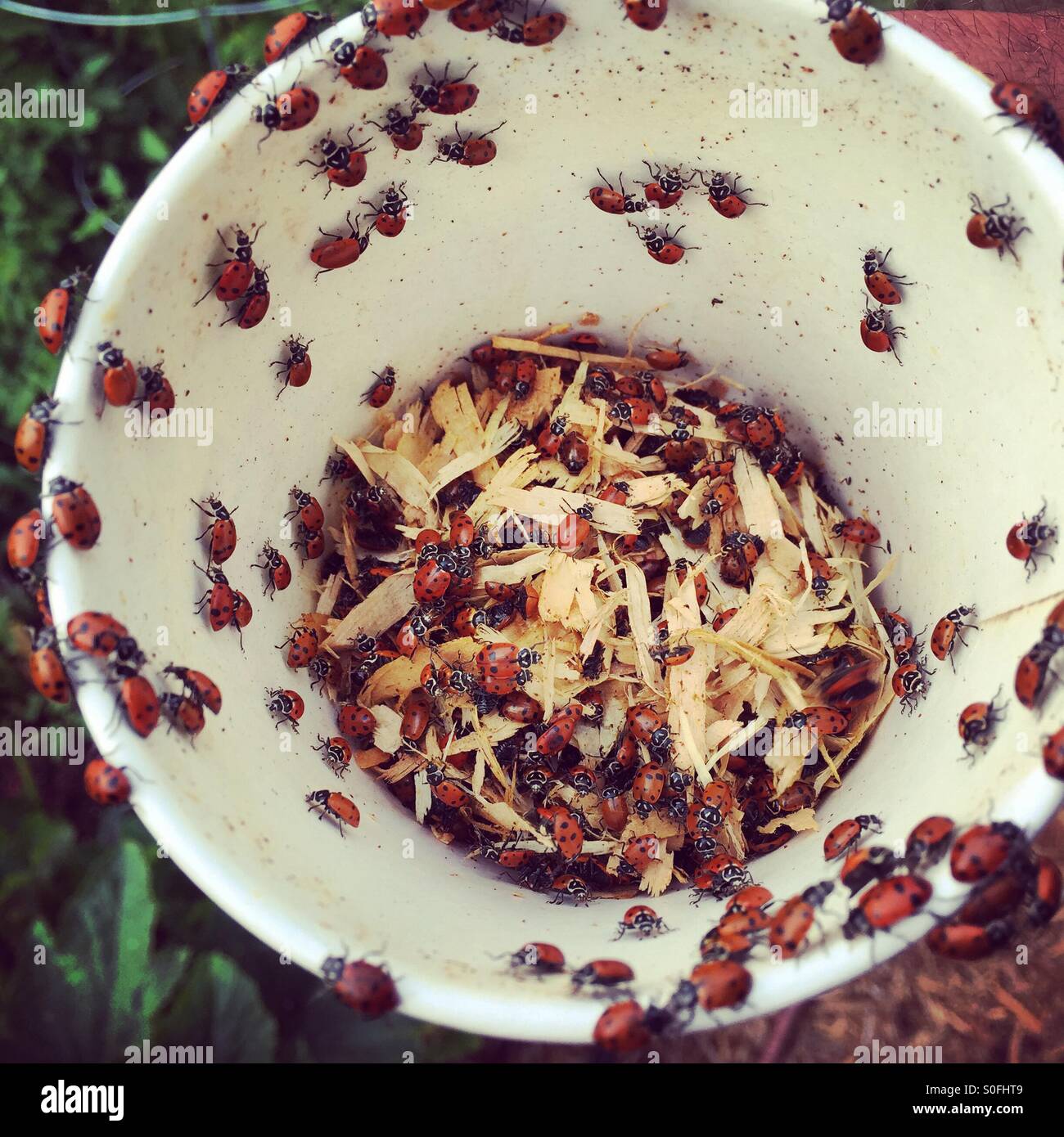 Lady bugs hi-res stock photography and images - Alamy