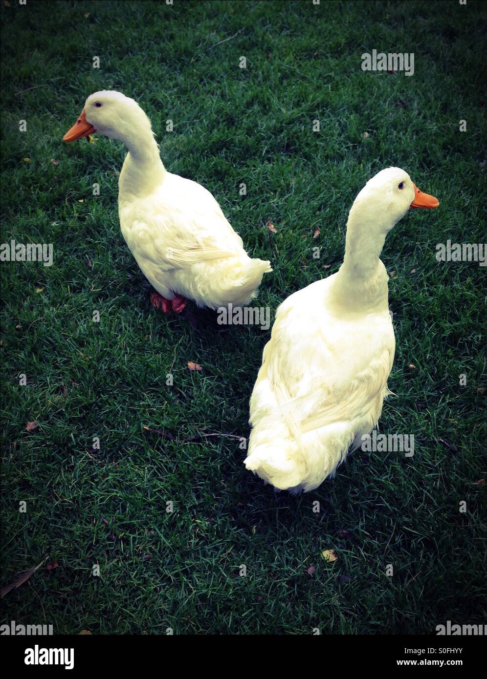 Two walking ducks hi-res stock photography and images - Alamy