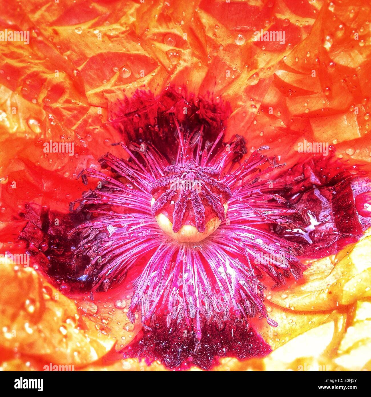 Poppy close up Stock Photo - Alamy