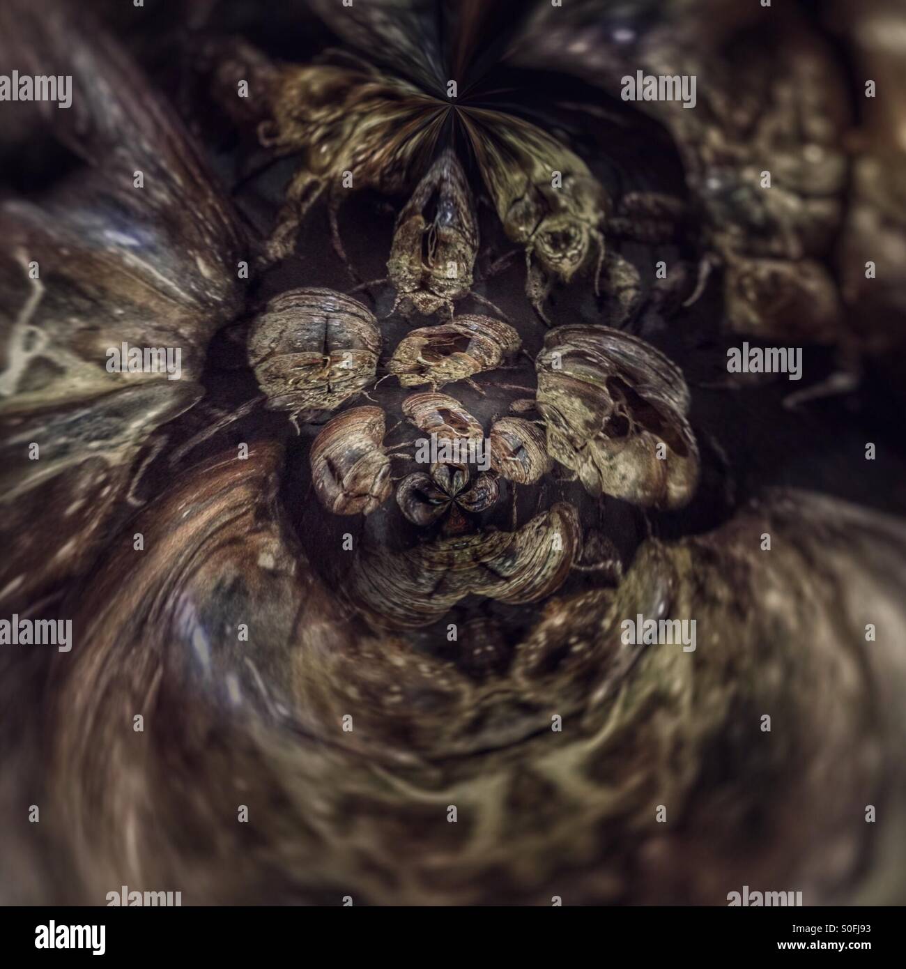 The insects abstract Stock Photo - Alamy