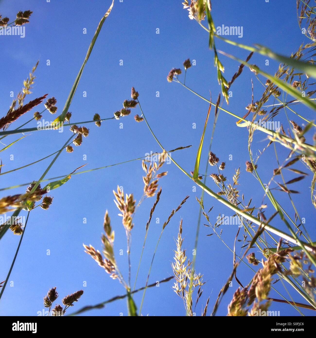Sky through grass hi-res stock photography and images - Alamy