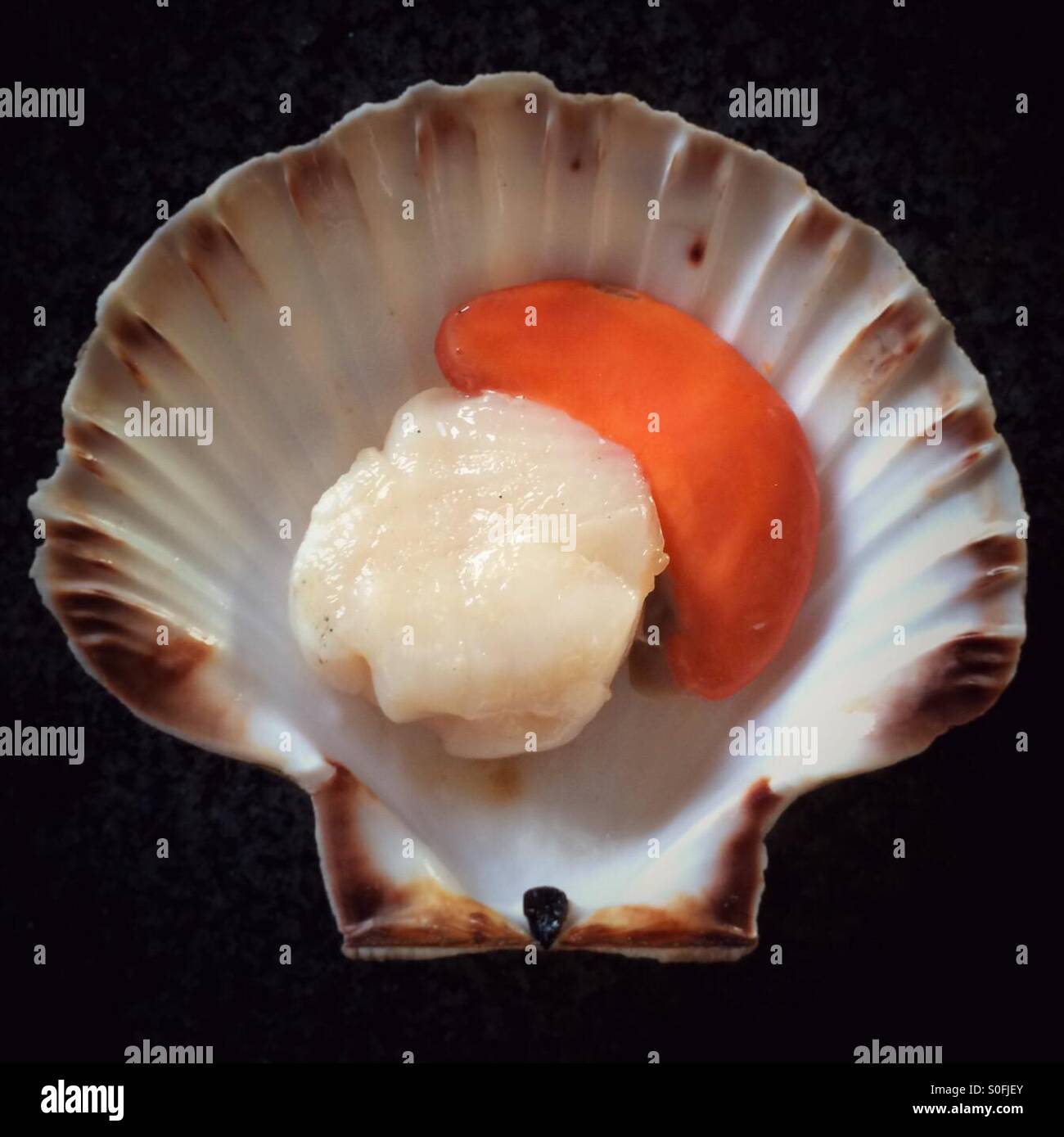 Single scallop hi-res stock photography and images - Alamy