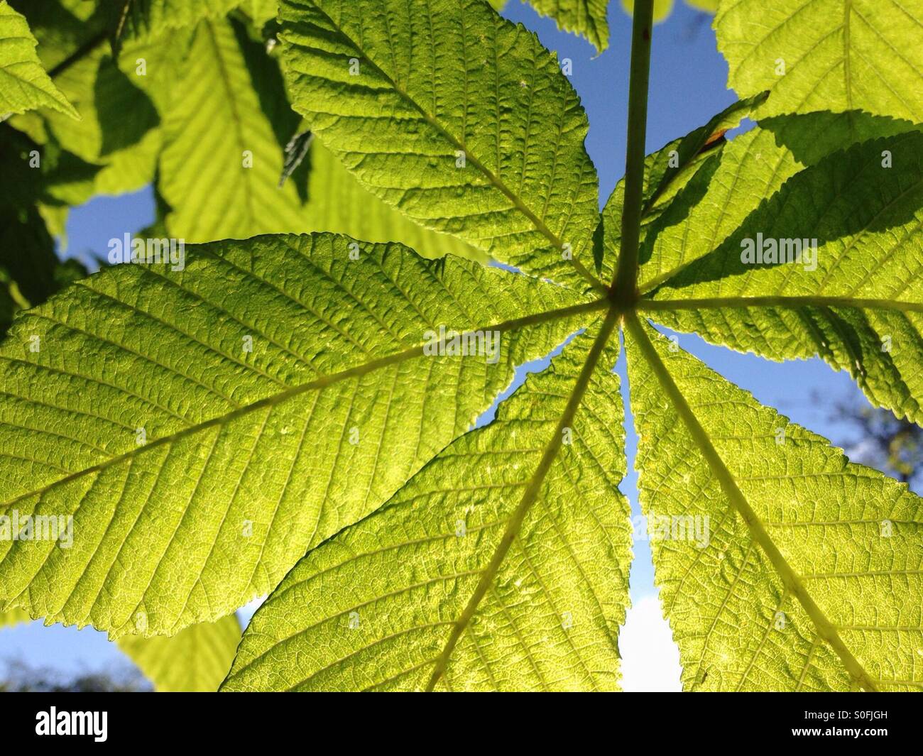 Backlit leaf hi-res stock photography and images - Alamy