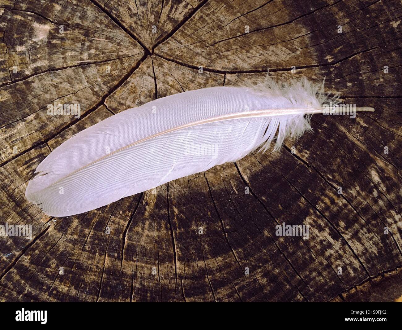 White feather on split log Stock Photo - Alamy