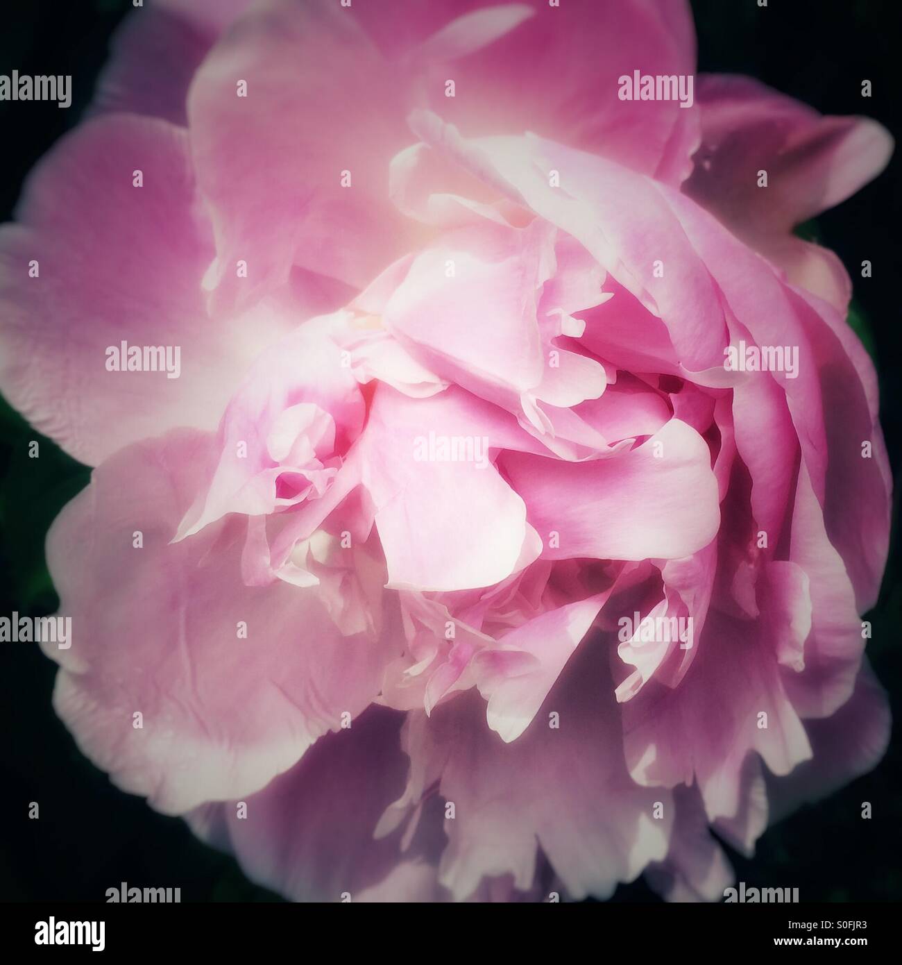 Soft bloom hi-res stock photography and images - Alamy
