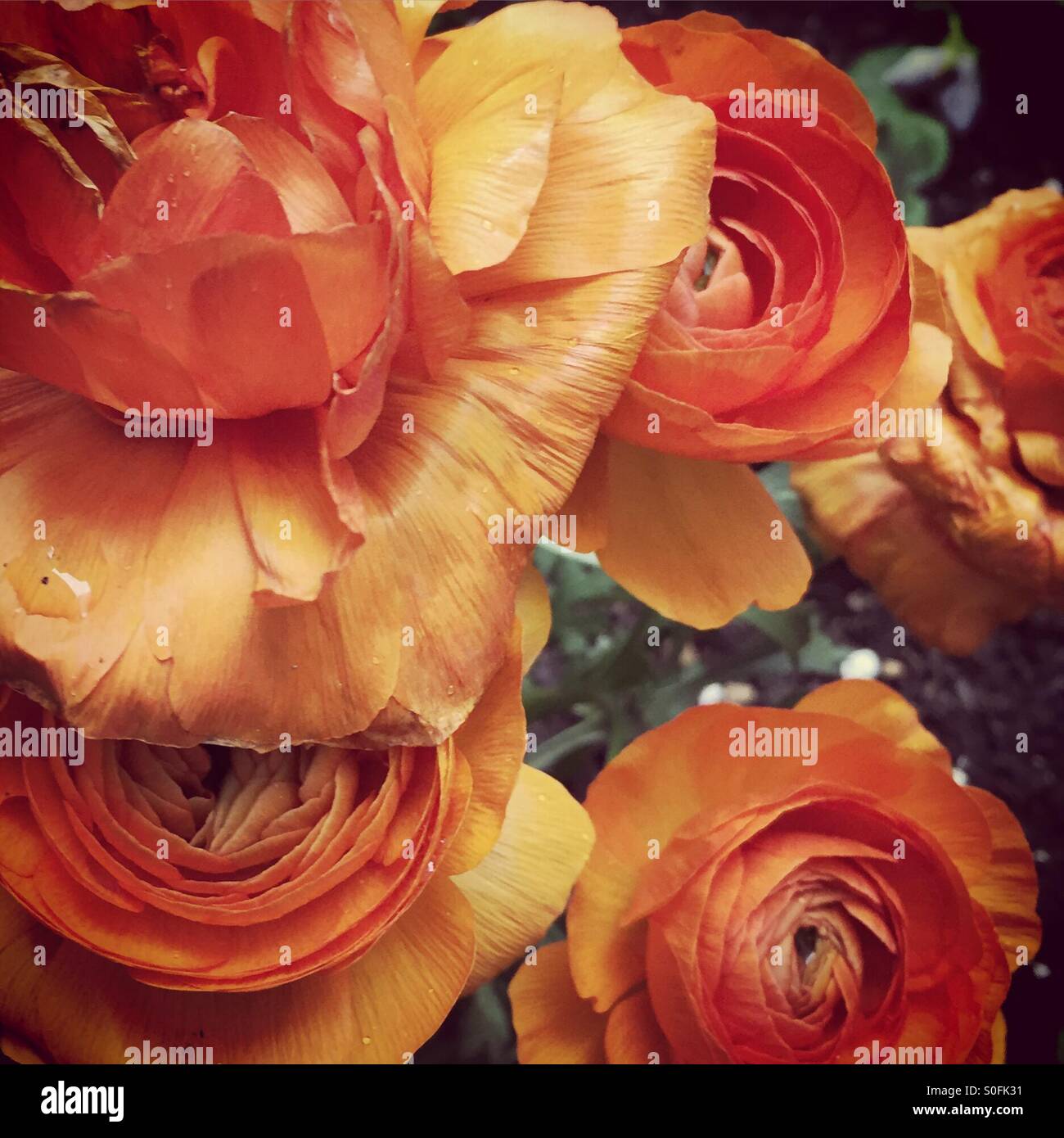 Drop in bloom hi-res stock photography and images - Alamy