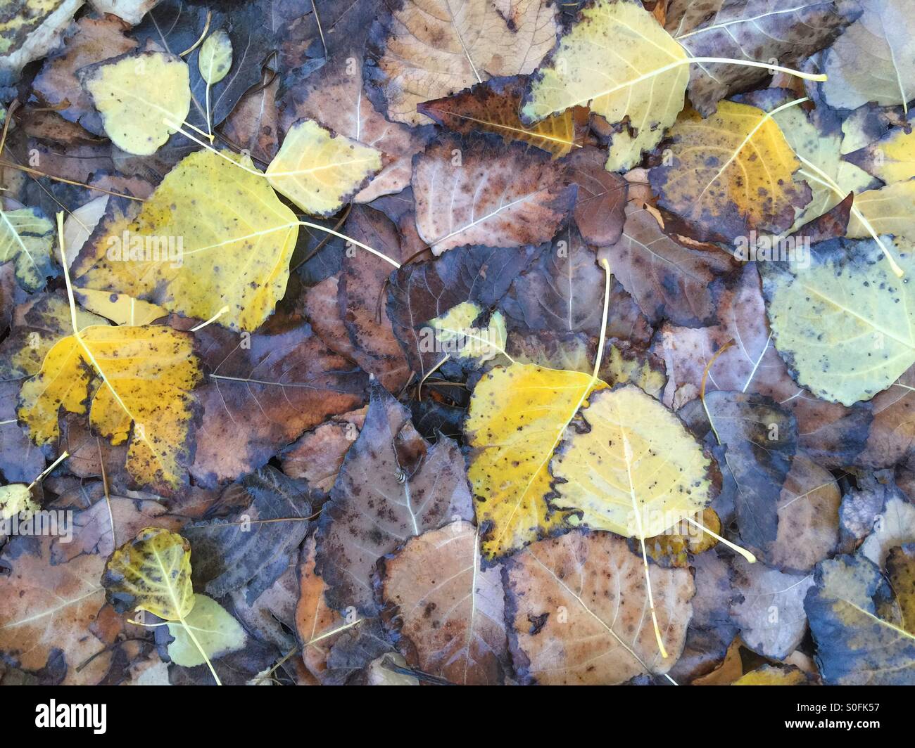 Wet decaying Autumn leaves Stock Photo - Alamy