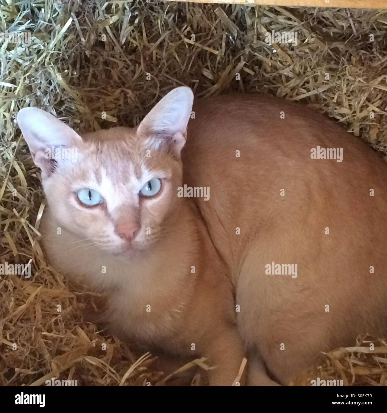 Burmese cat in straw Stock Photo - Alamy