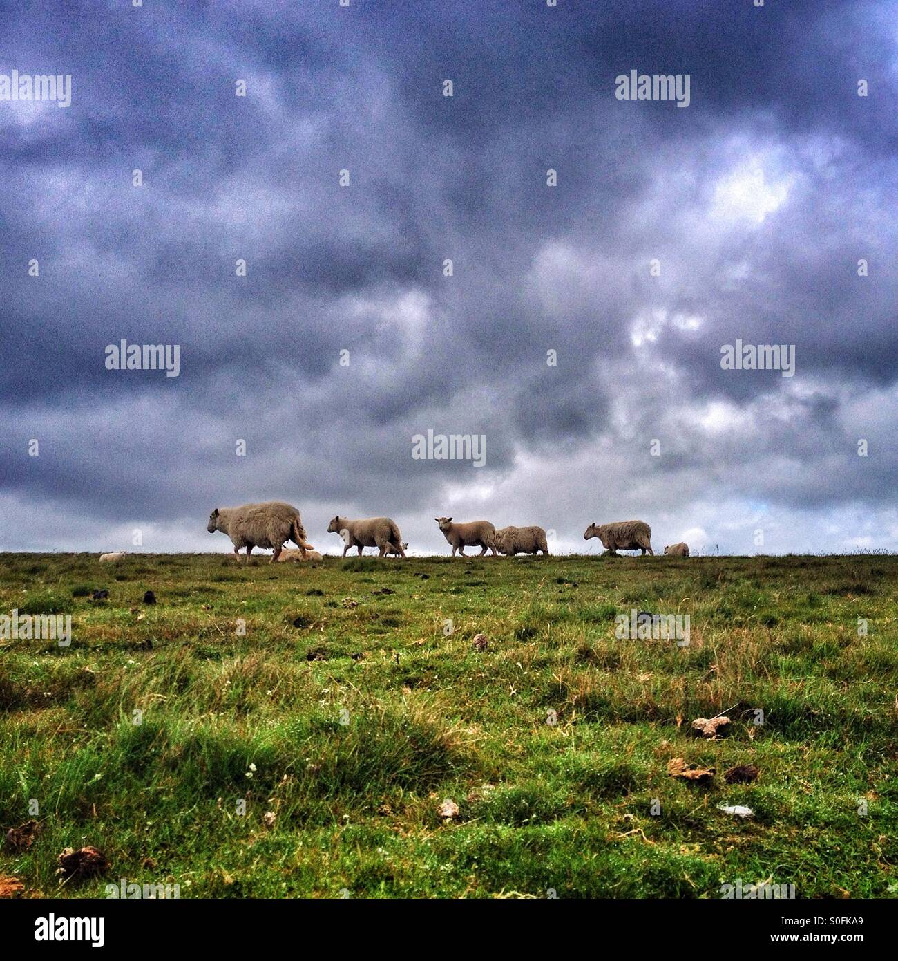 Sheep sky clouds hi-res stock photography and images - Alamy