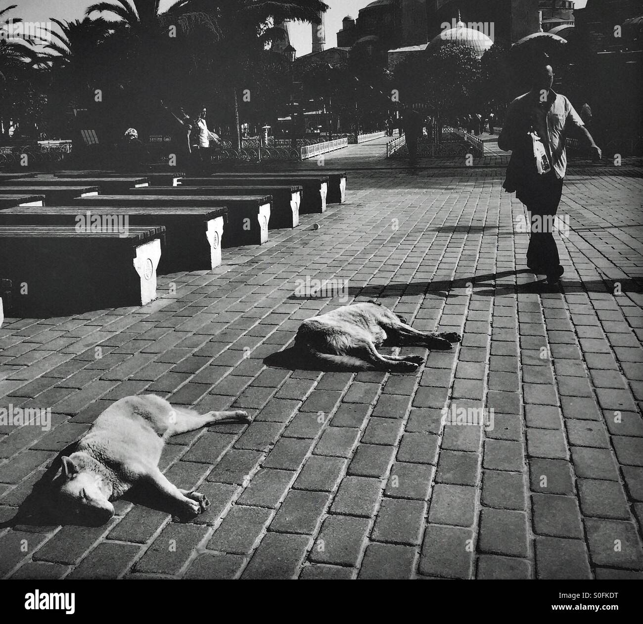 Street Dogs Istanbul High Resolution Stock Photography and Images - Alamy