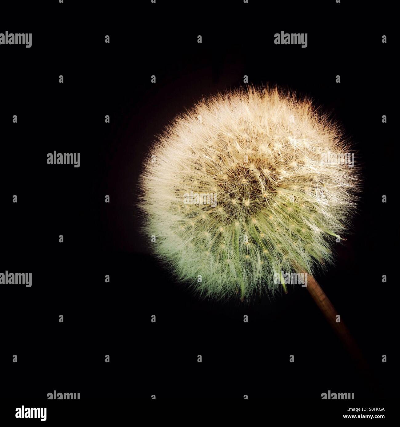 Wildflower picture hi-res stock photography and images - Alamy