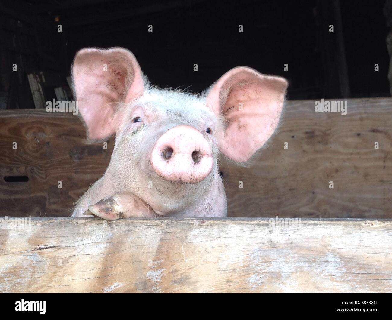 Pig big ears hi-res stock photography and images - Alamy