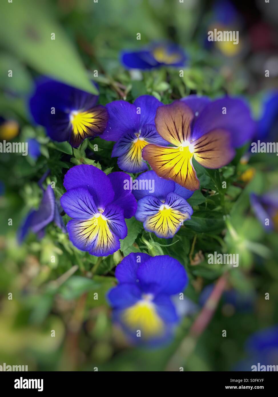 Her johnny jump ups hi-res stock photography and images - Alamy