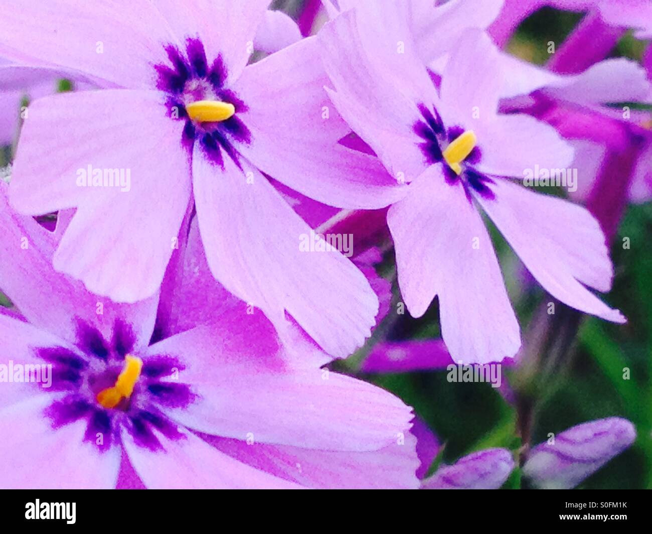Posy flowers hi-res stock photography and images - Alamy