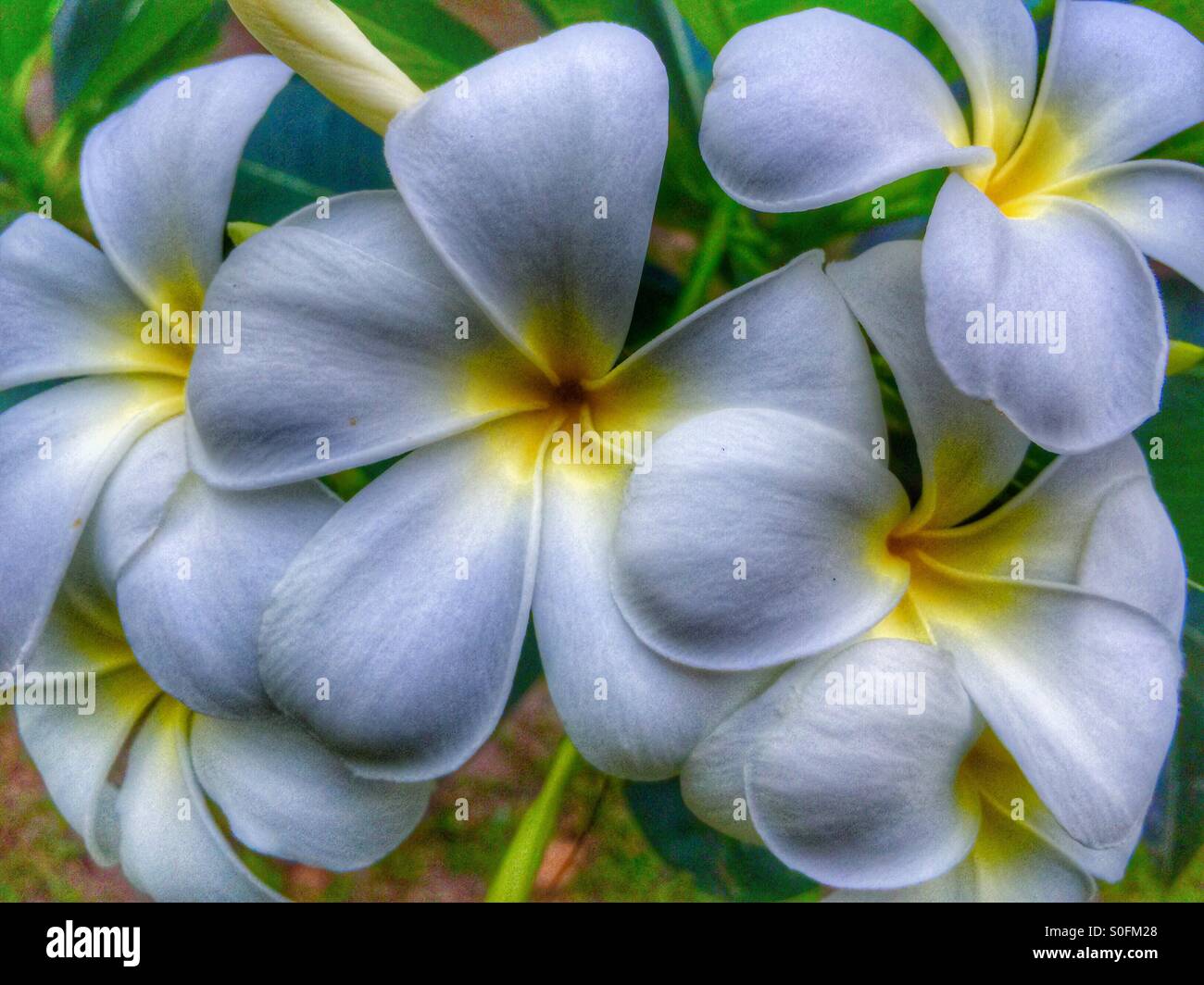 Hdr flower hi-res stock photography and images - Alamy