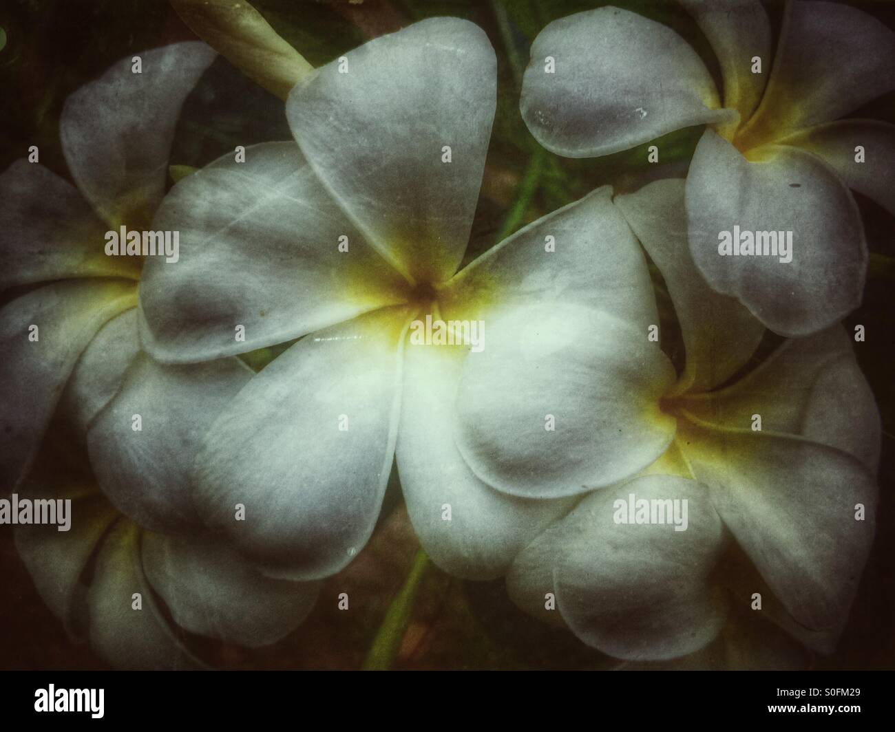 Odour flower hi-res stock photography and images - Alamy