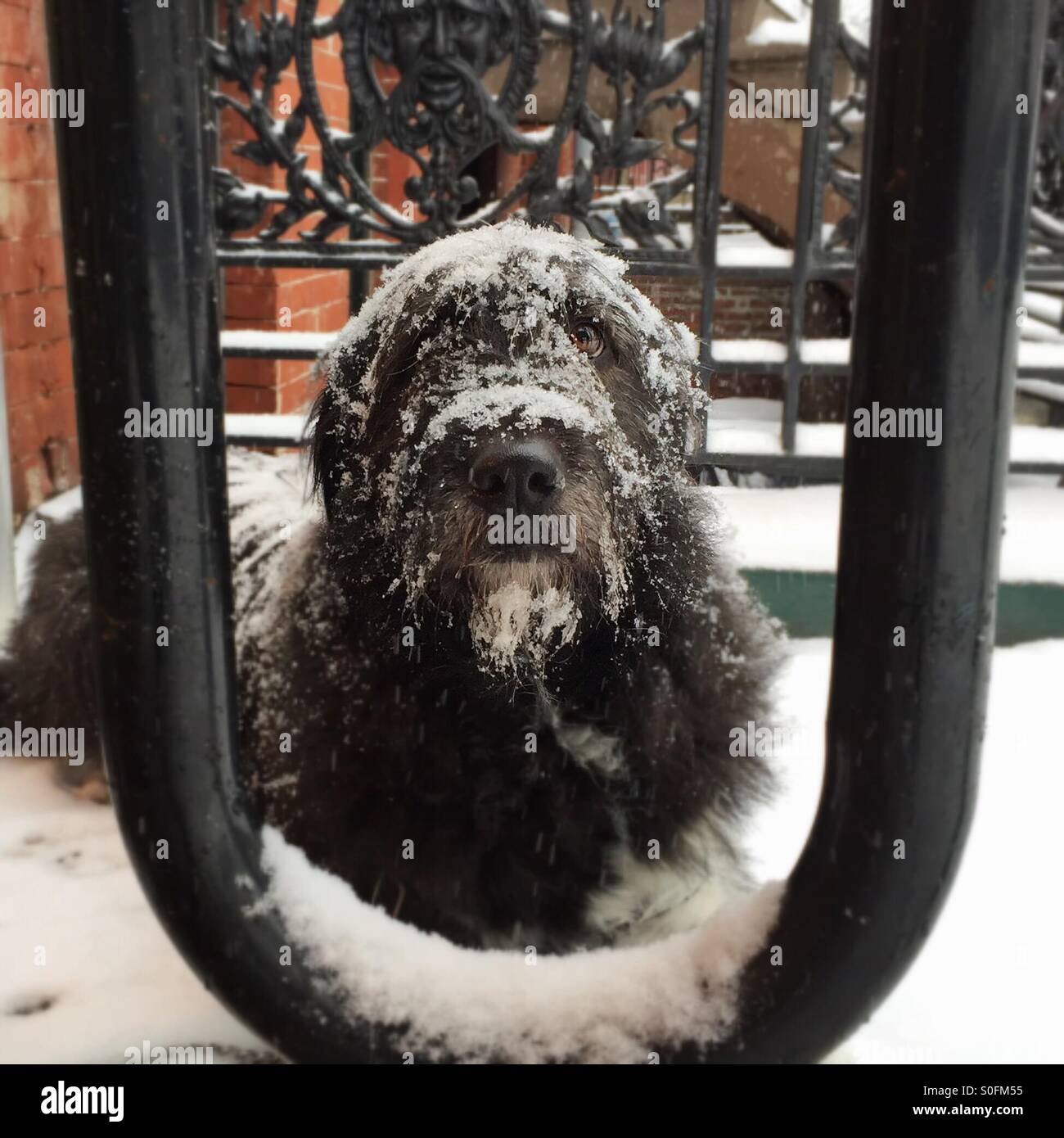 Freezing dog hi-res stock photography and images - Alamy