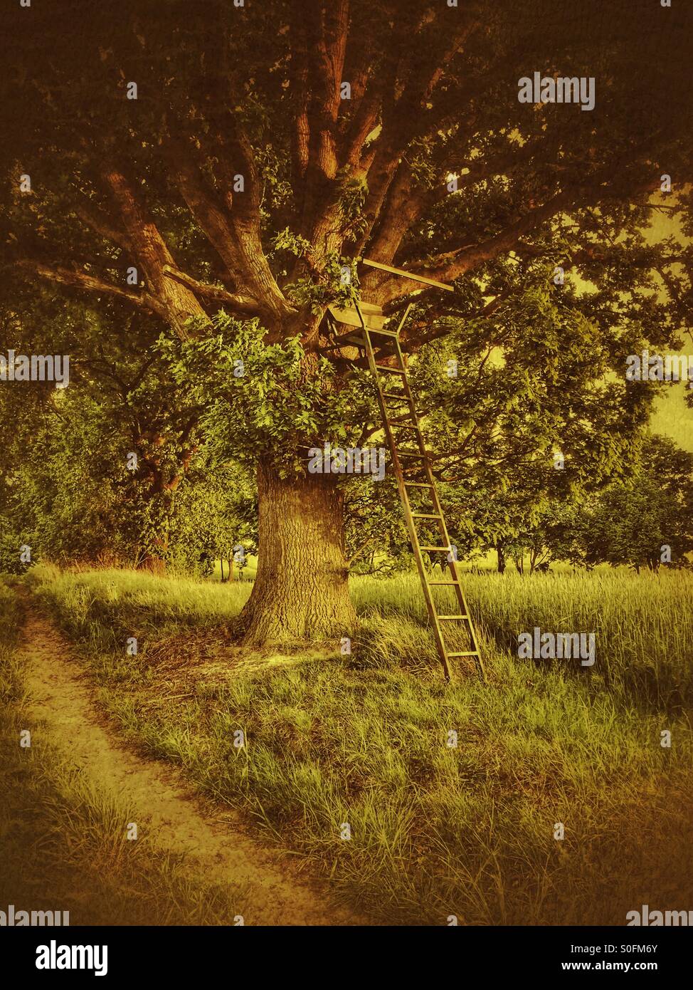 Ladder ladders hi-res stock photography and images - Alamy