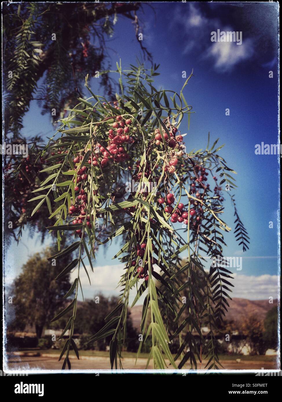 Pepper tree ( Schinus Molle Stock Photo - Alamy