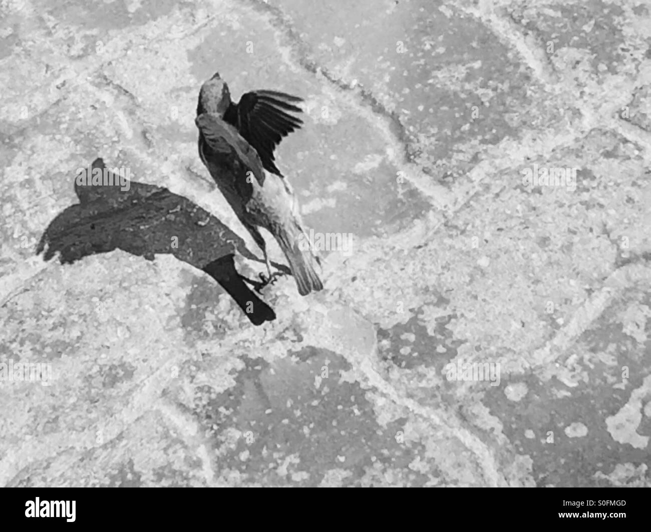 Black white sparrow hi-res stock photography and images - Alamy