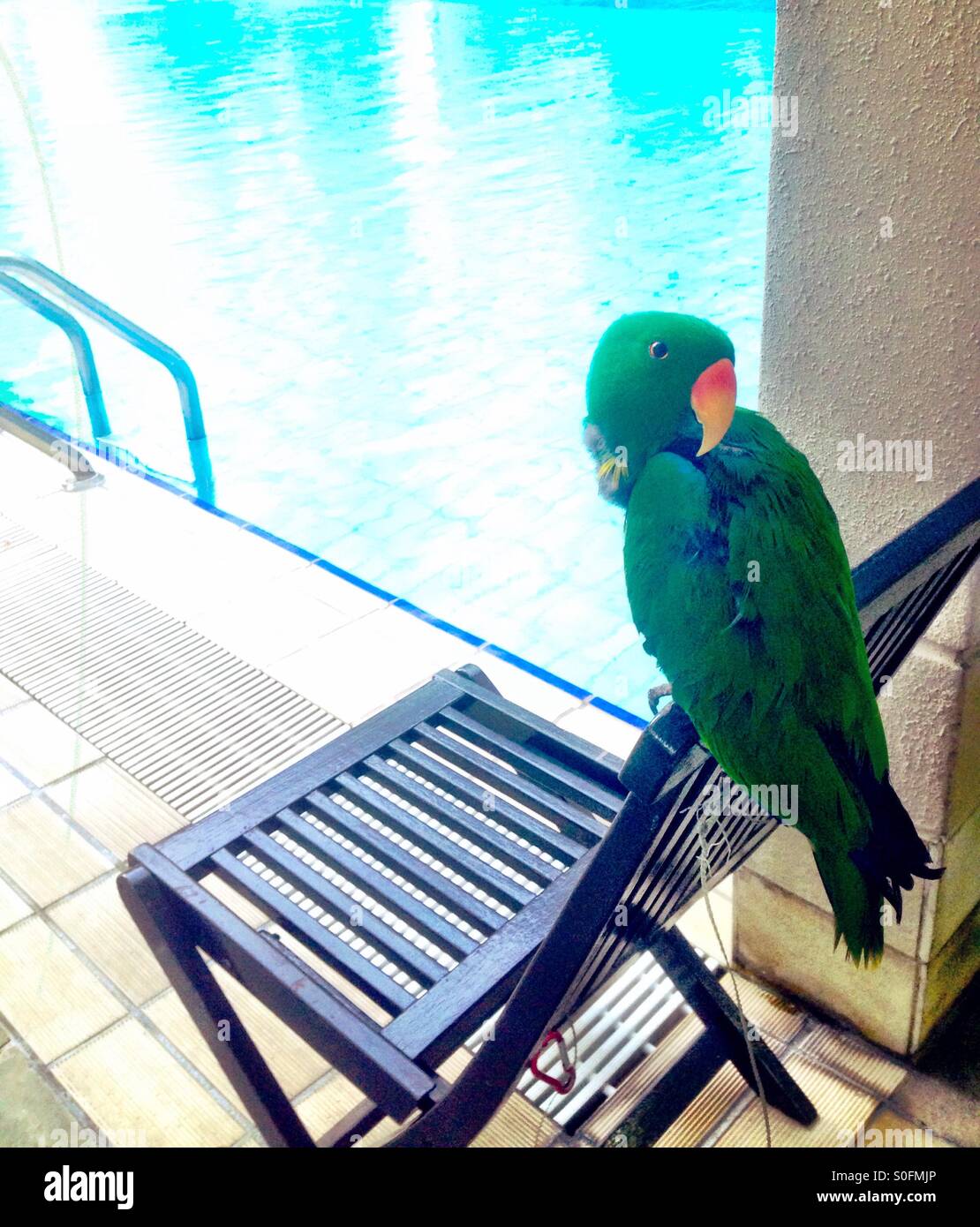 Parrot water hi-res stock photography and images - Alamy